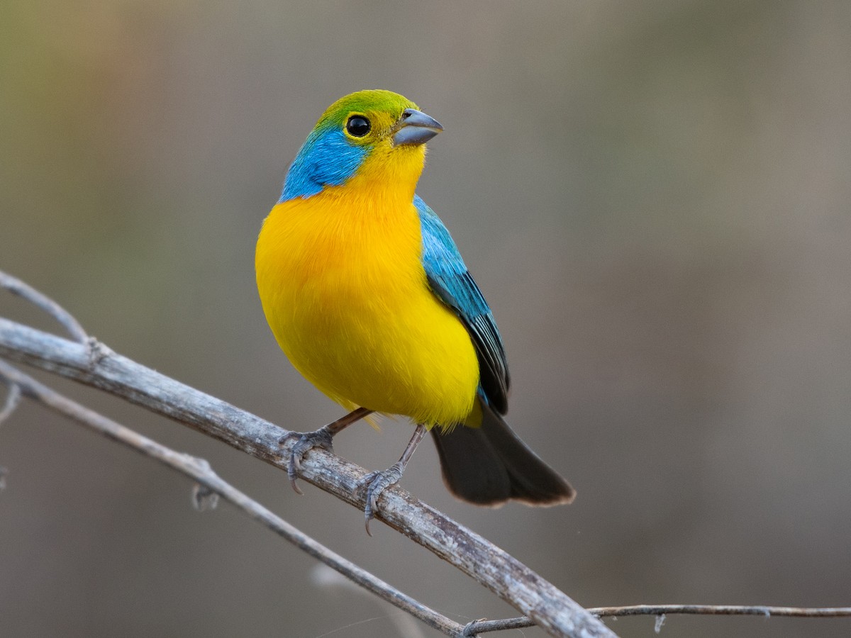 Orange-breasted Bunting - Passerina leclancherii - Birds of the World