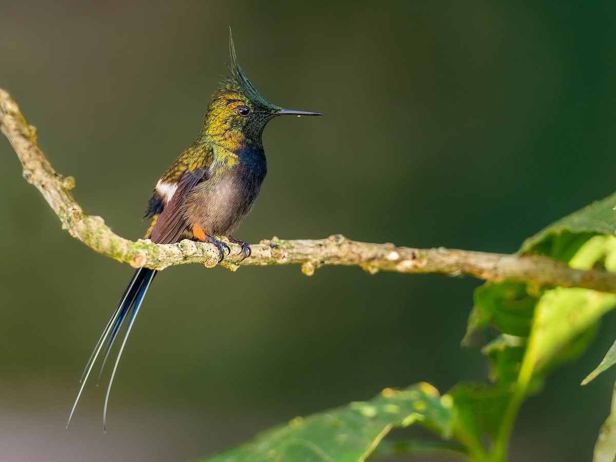Wire-crested Thorntail - Discosura popelairii - Birds of the World