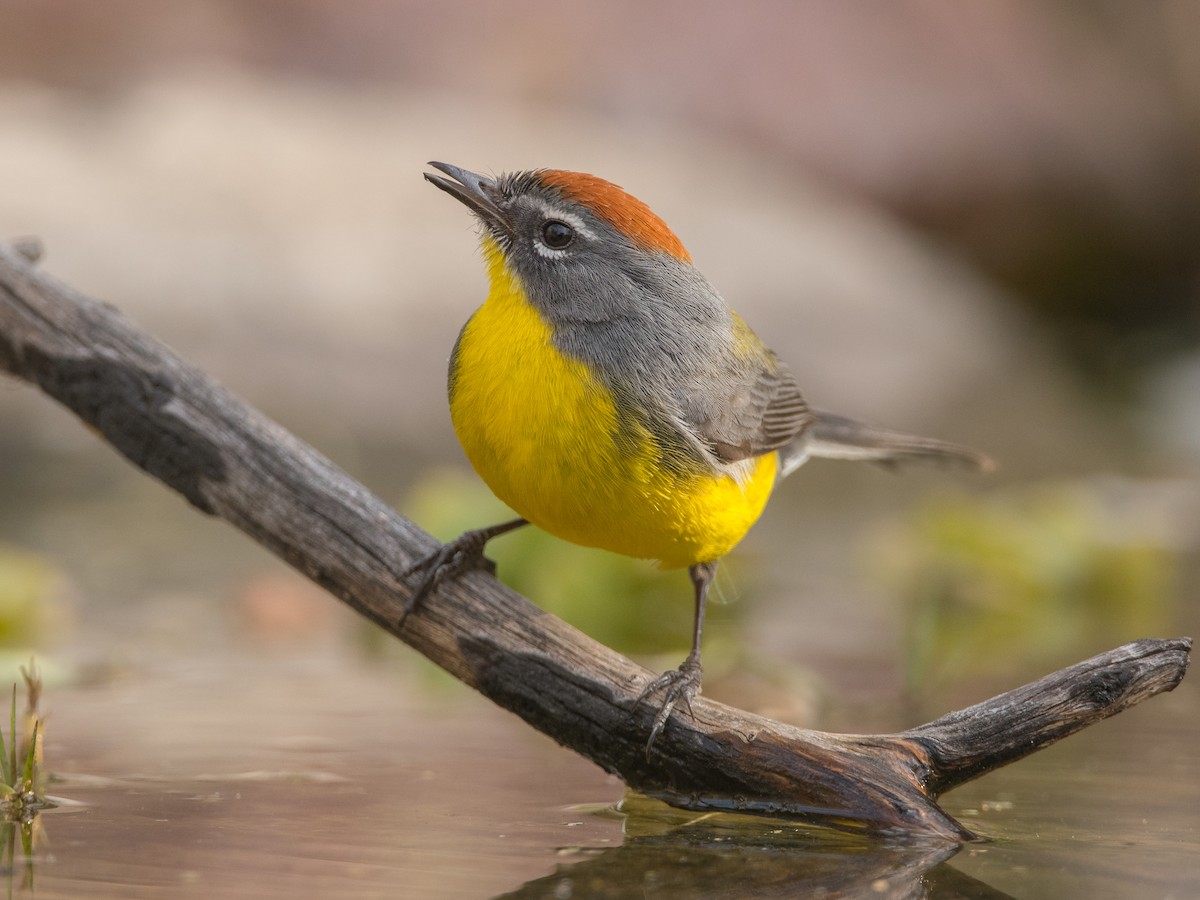 Brown-capped Redstart - Myioborus brunniceps - Birds of the World
