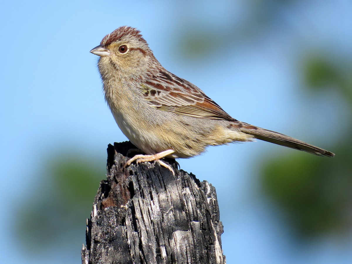 Bachman's Sparrow - Peucaea aestivalis - Birds of the World