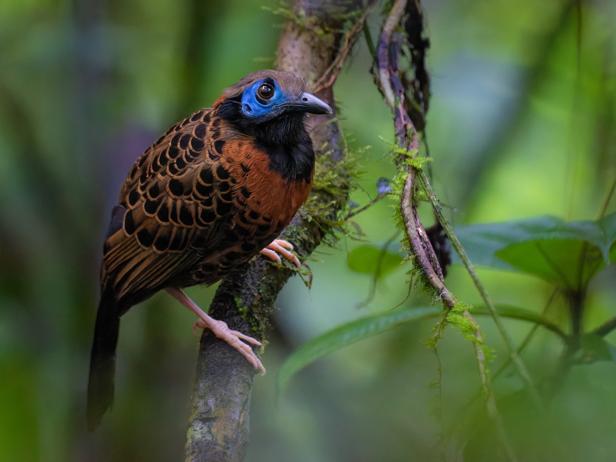 Ocellated Antbird - Phaenostictus mcleannani - Birds of the World