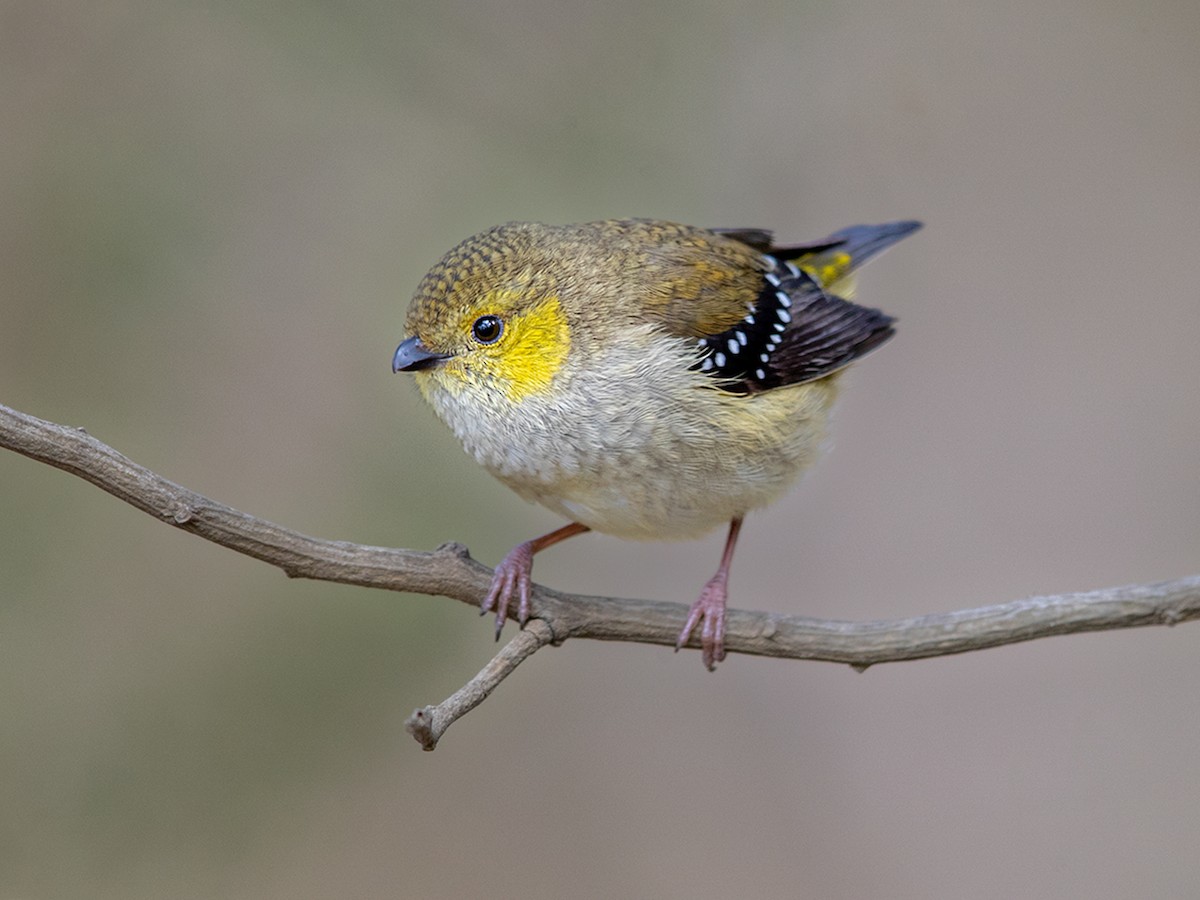 Forty-spotted Pardalote - Pardalotus quadragintus - Birds of the World