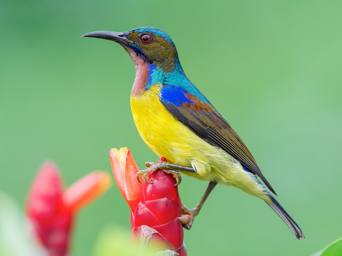 Brown-throated Sunbird - Anthreptes malacensis - Birds of the World