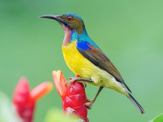 Brown-throated Sunbird - Anthreptes malacensis - Birds of the World