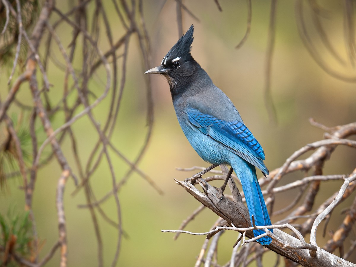 Animales Salvajes De Amper Bae