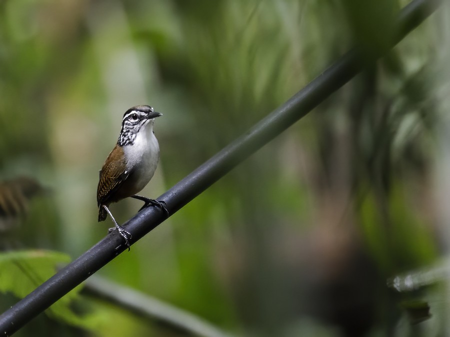 ムナジロモリミソサザイ（pittieri／costaricensis） - eBird