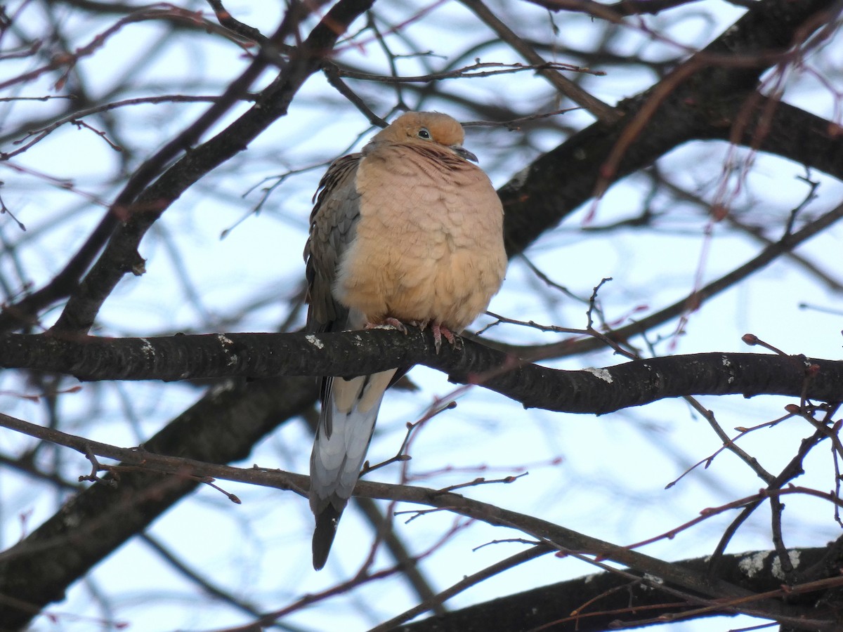 eBird Québec Checklist - 18 Dec 2021 - RON de Québec parcelle 66 - 15 ...