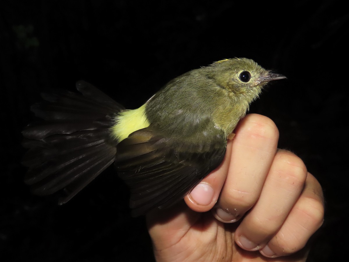 Whiskered Flycatcher (Whiskered) - eBird