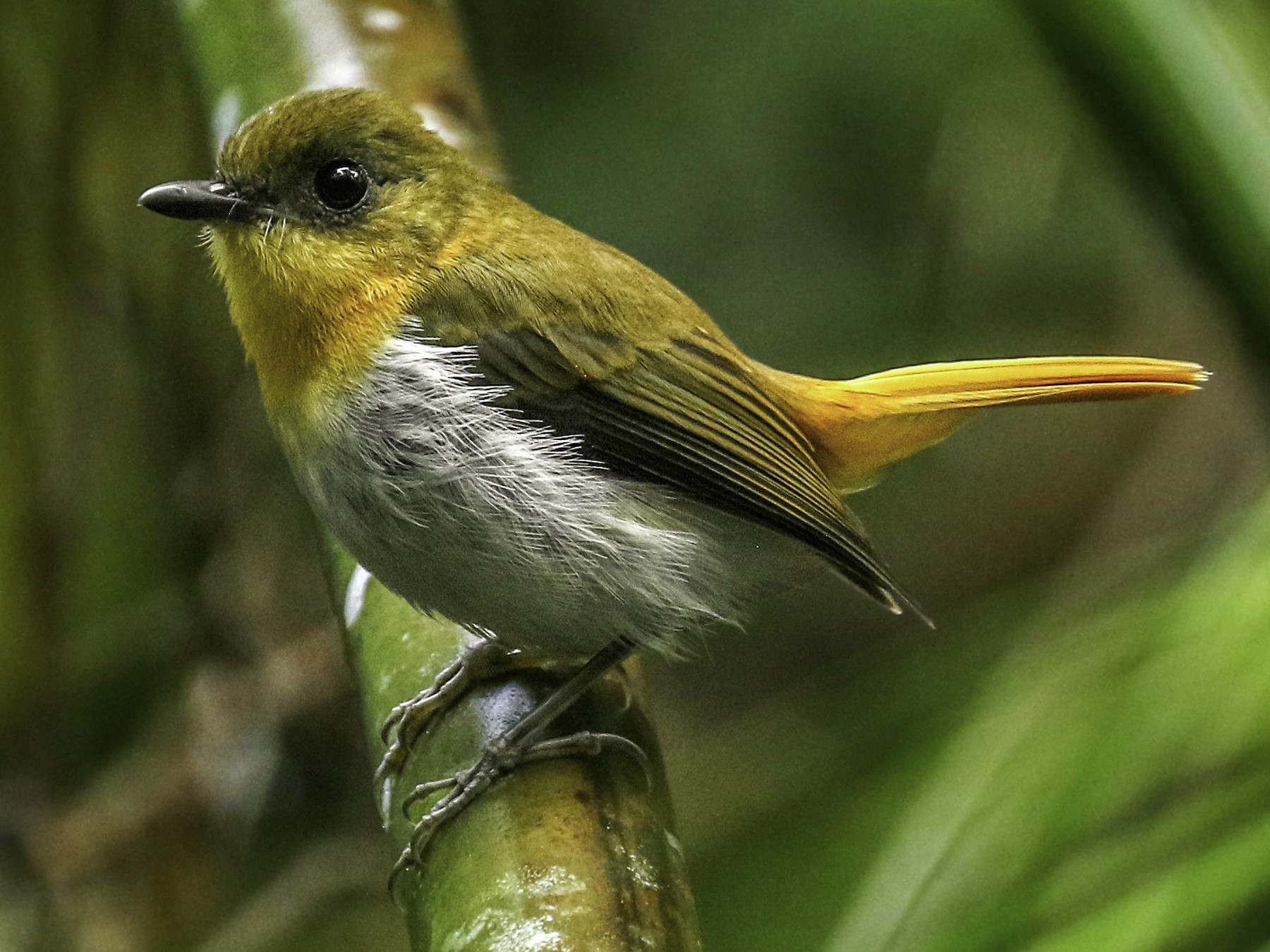Palawan Flycatcher - eBird