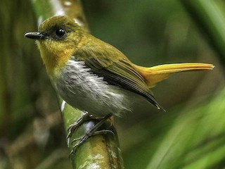 Palawan Flycatcher - eBird