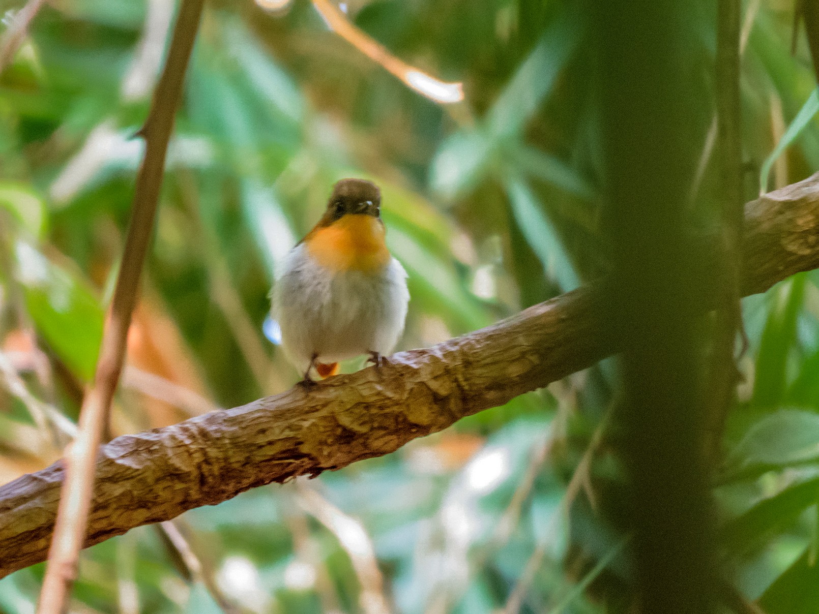 Palawan Flycatcher - eBird