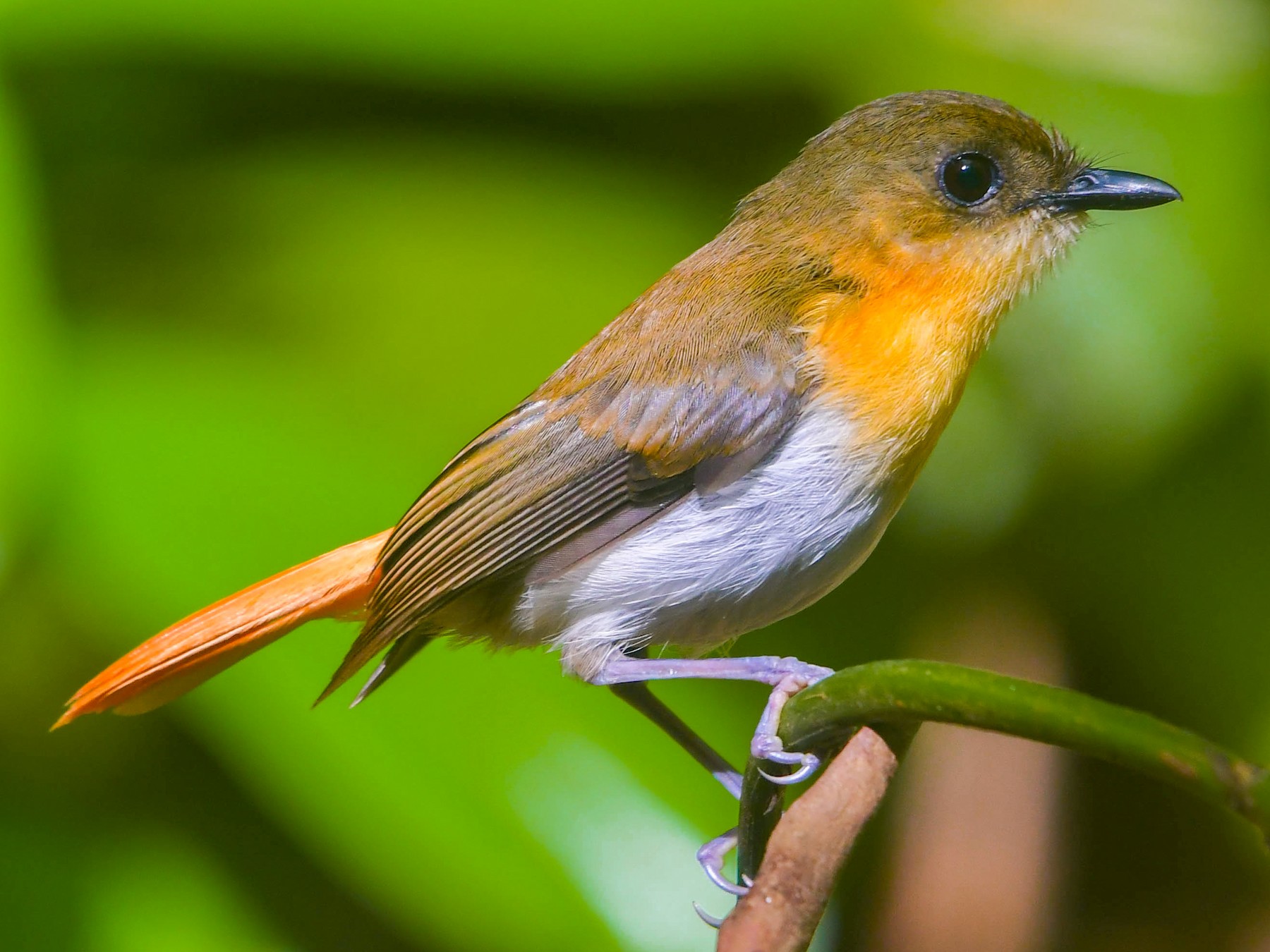 Palawan Flycatcher - eBird