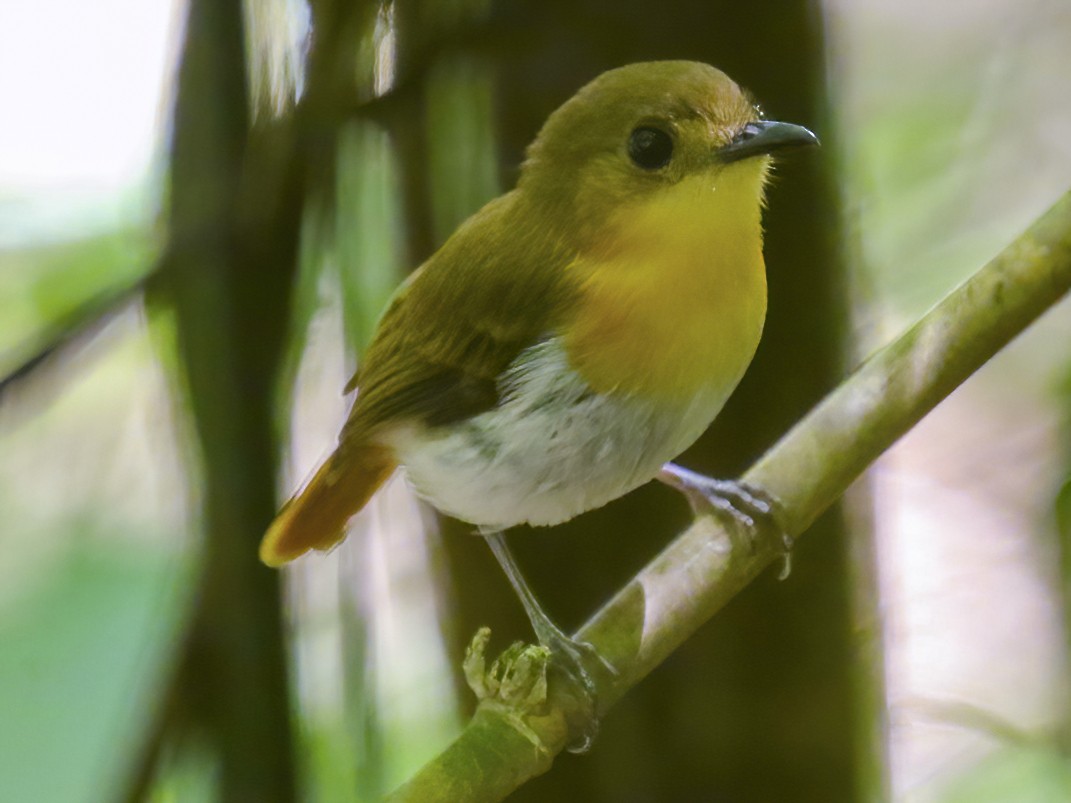 Palawan Flycatcher - eBird