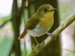 Palawan Flycatcher - eBird