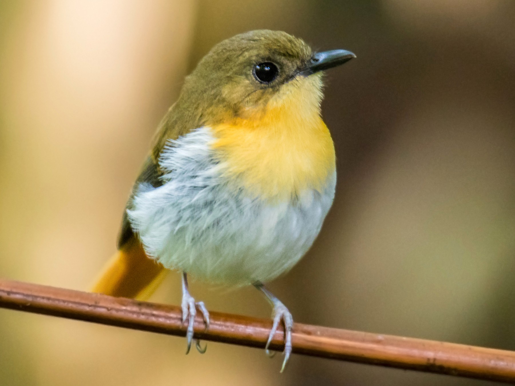 Palawan Flycatcher - eBird