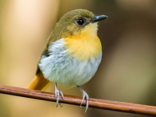 Palawan Flycatcher - eBird