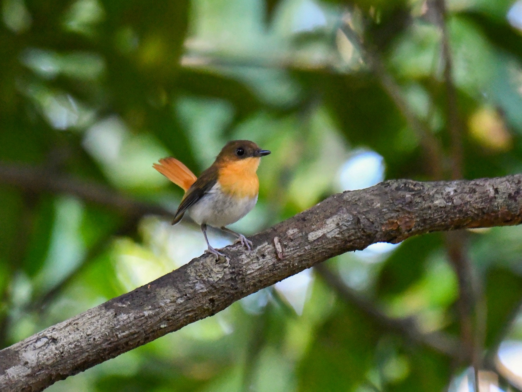 Palawan Flycatcher - eBird