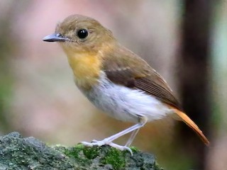 Palawan Flycatcher - eBird