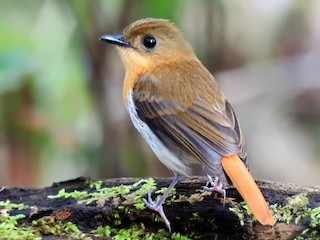 Palawan Flycatcher - eBird