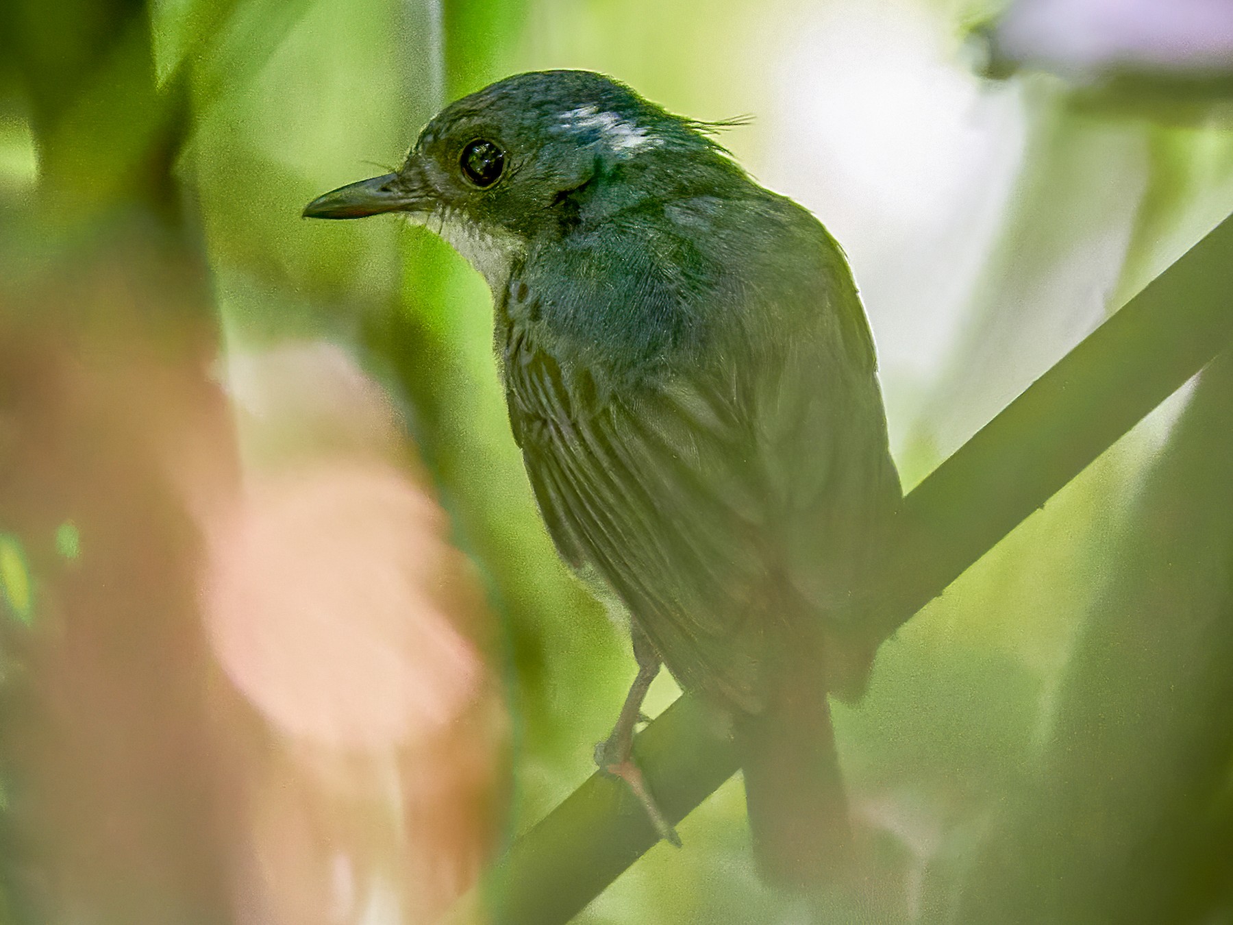 Little Slaty Flycatcher - eBird