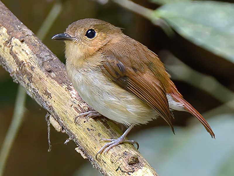 Cryptic Flycatcher - eBird