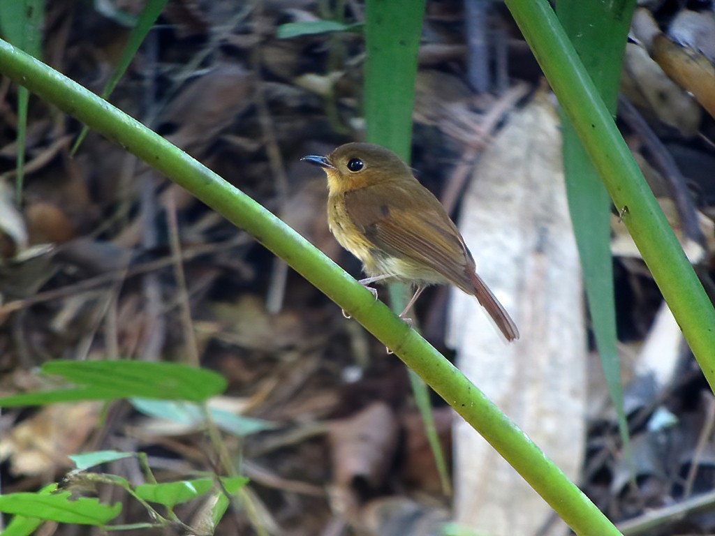 Cryptic Flycatcher - eBird