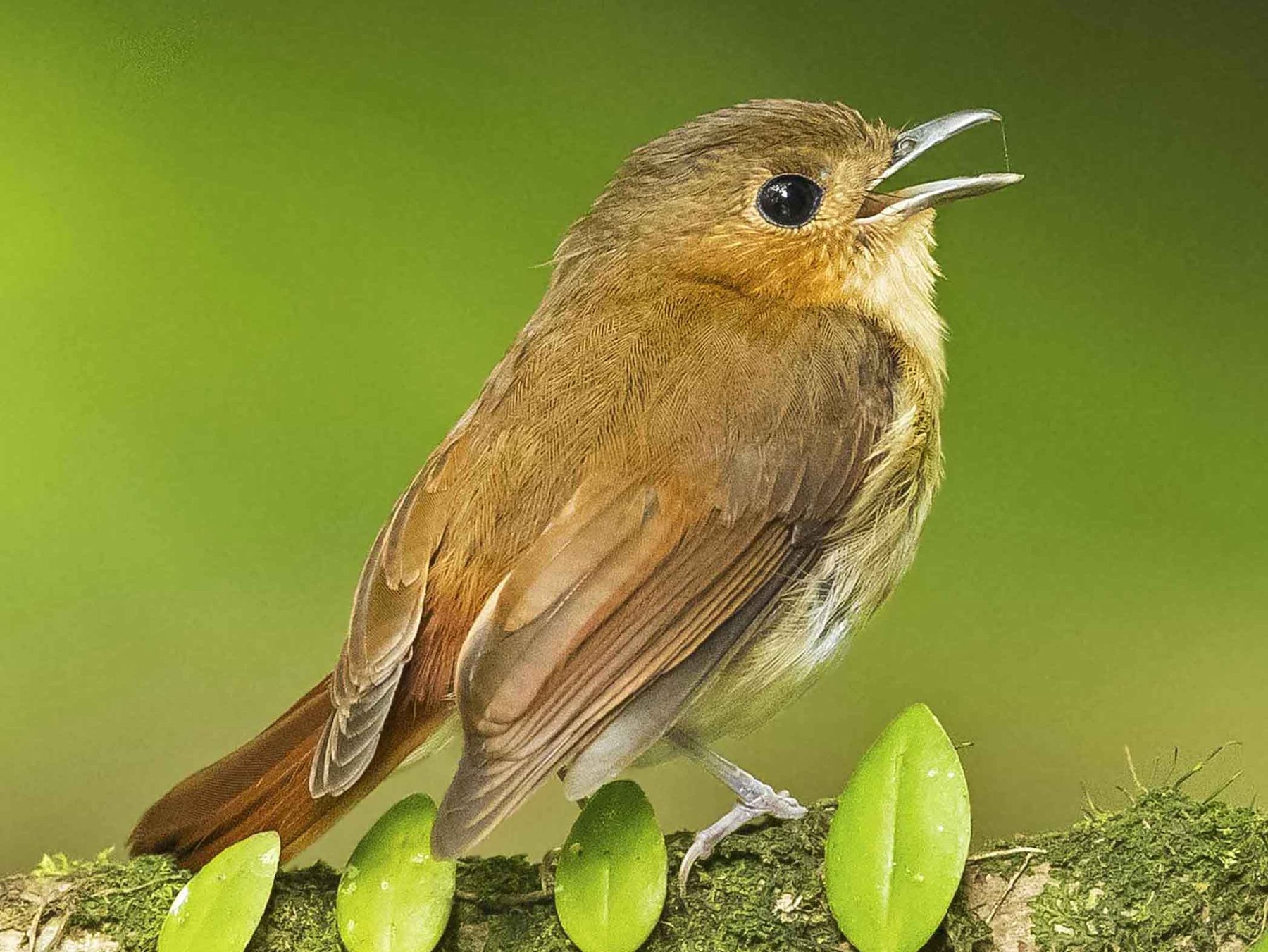 Cryptic Flycatcher - eBird