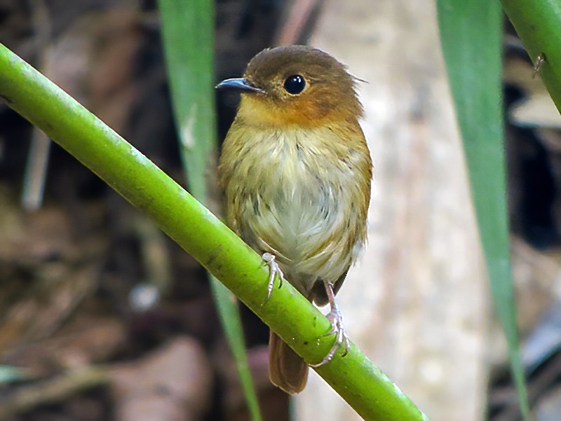 Cryptic Flycatcher - eBird