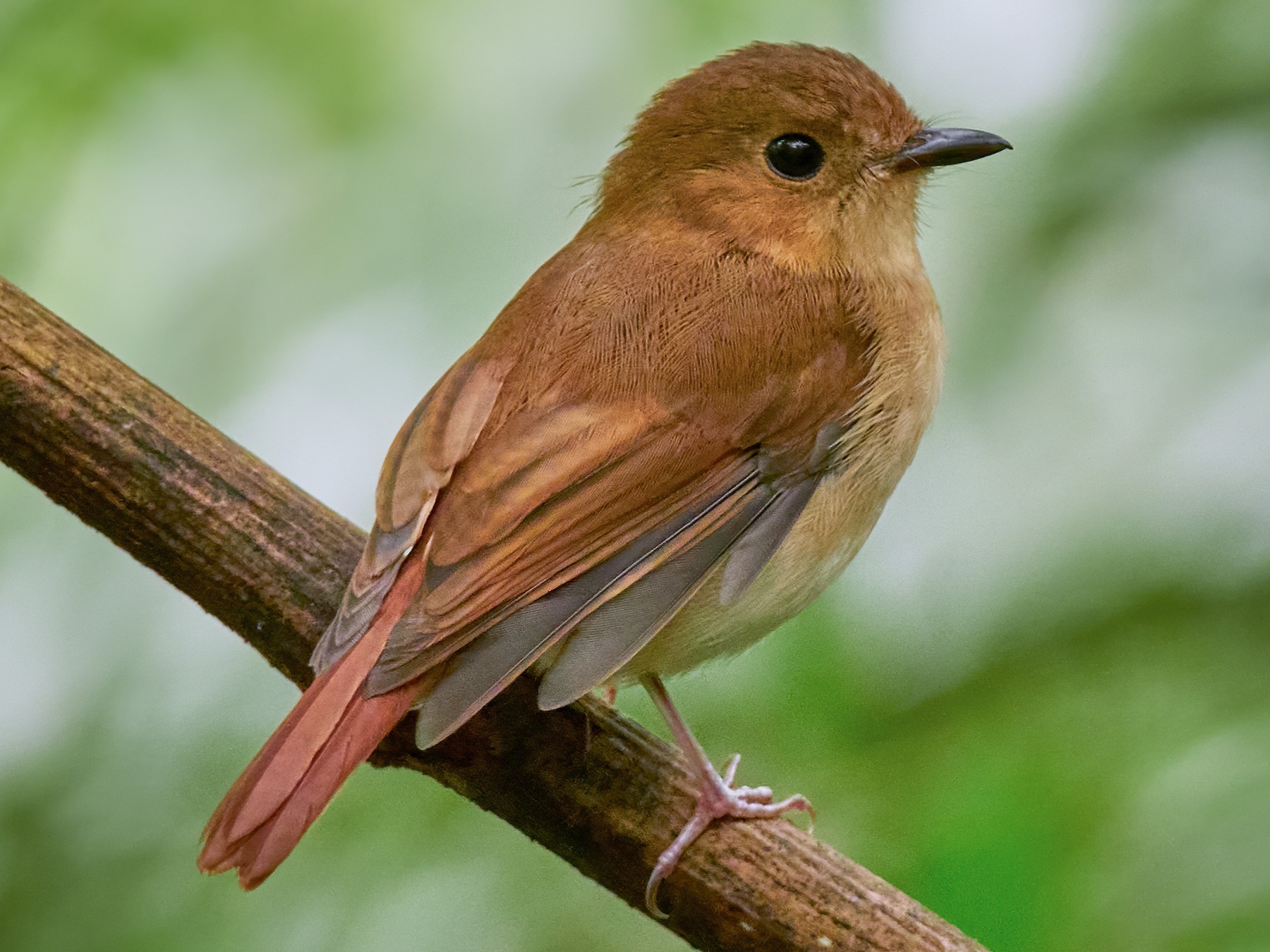 Cryptic Flycatcher - eBird