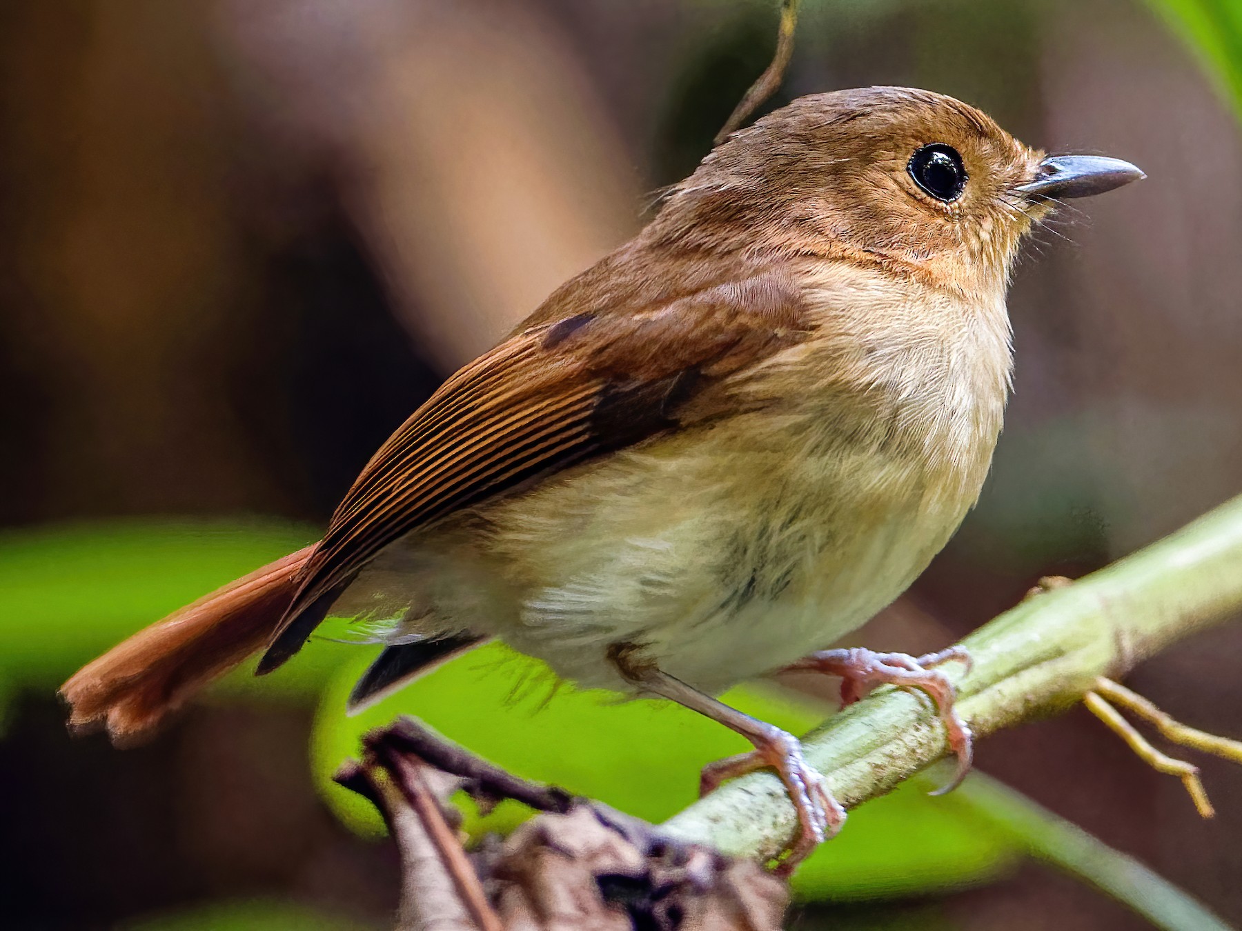 Cryptic Flycatcher - eBird