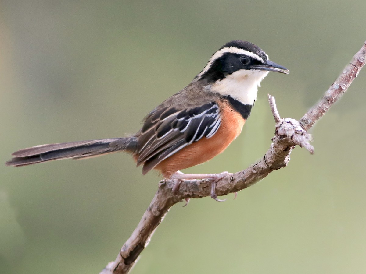 Marañon Crescentchest - Melanopareia maranonica - Birds of the World