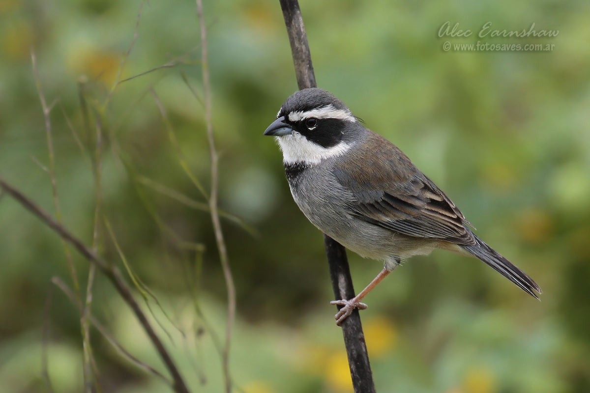 Collared Warbling Finch - Poospiza hispaniolensis - Birds of the World