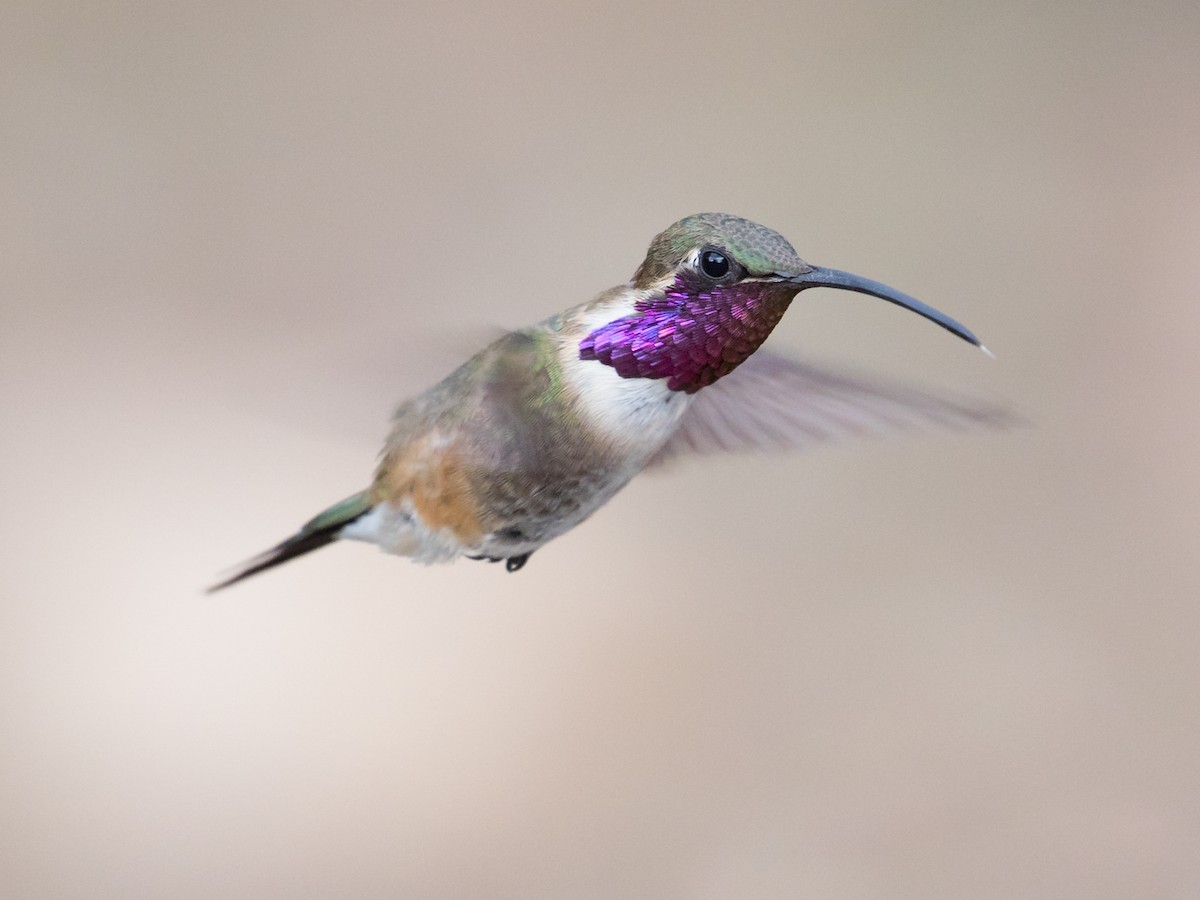 Lucifer Hummingbird - Calothorax lucifer - Birds of the World