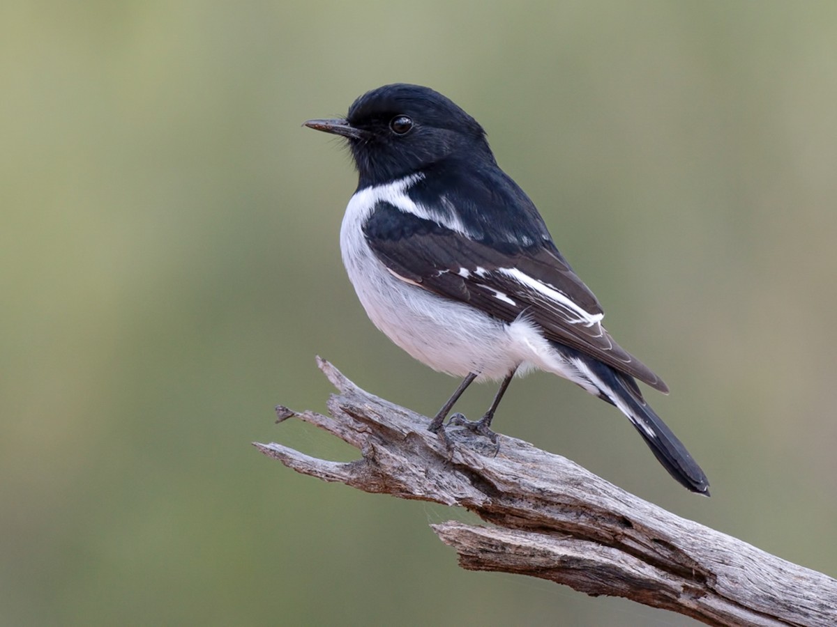Hooded Robin - Melanodryas cucullata - Birds of the World