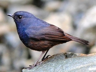 Luzon Redstart - eBird