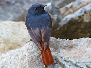 Luzon Redstart - eBird