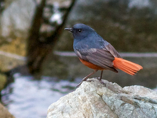 Luzon Redstart - eBird