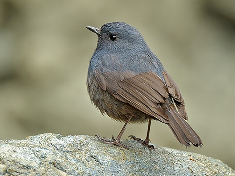 Luzon Water Redstart - eBird