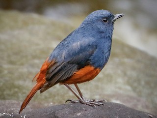 Luzon Redstart - eBird