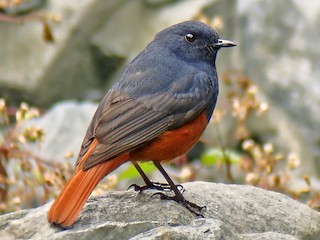 Luzon Redstart - eBird