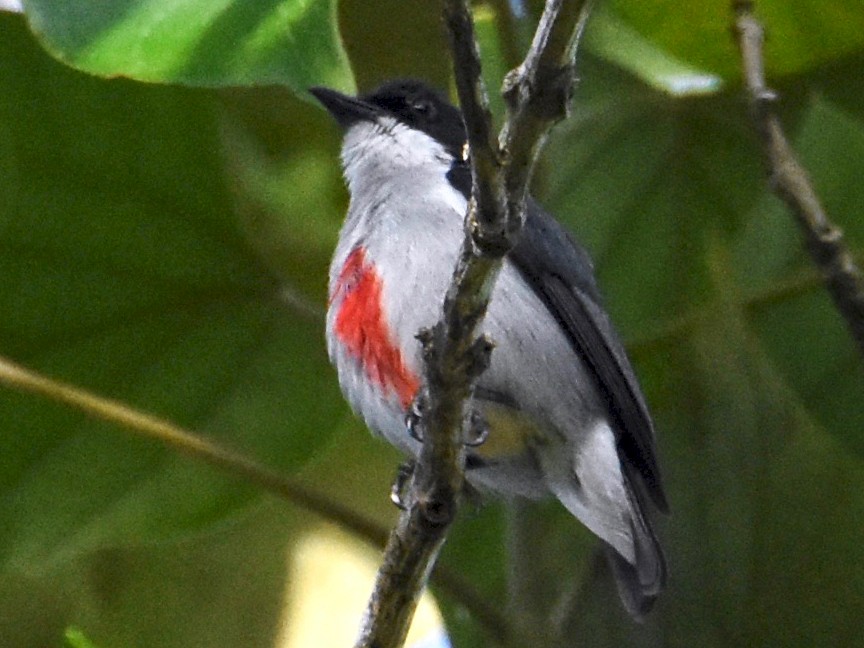 Red-keeled Flowerpecker - eBird