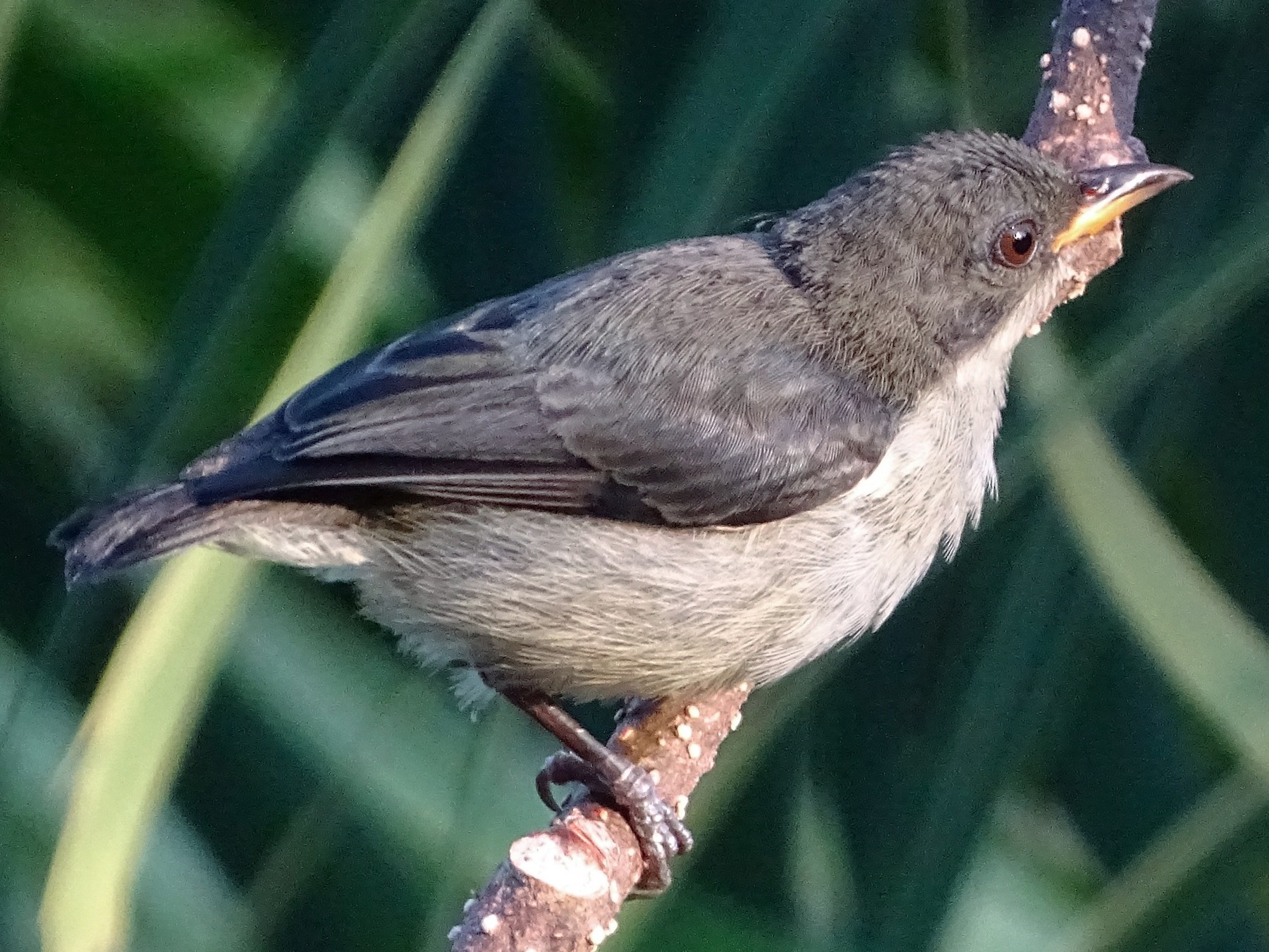 Red-keeled Flowerpecker - eBird