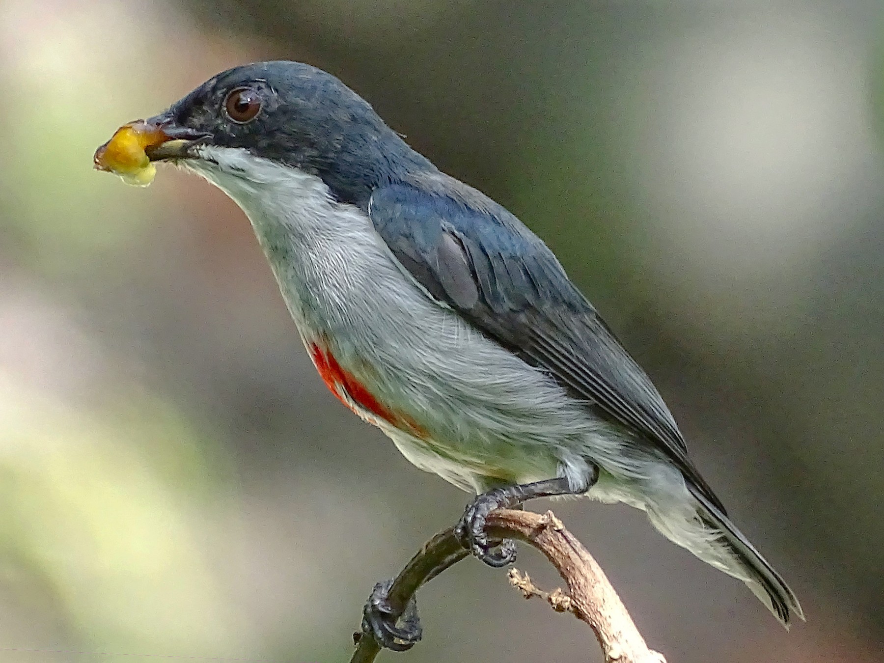 Red-keeled Flowerpecker - eBird