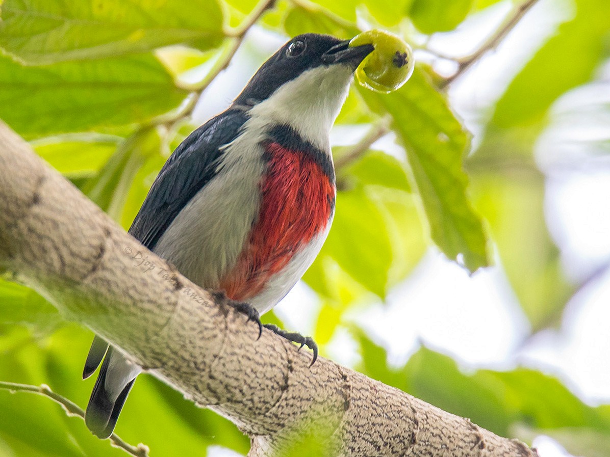 Black-belted Flowerpecker - eBird