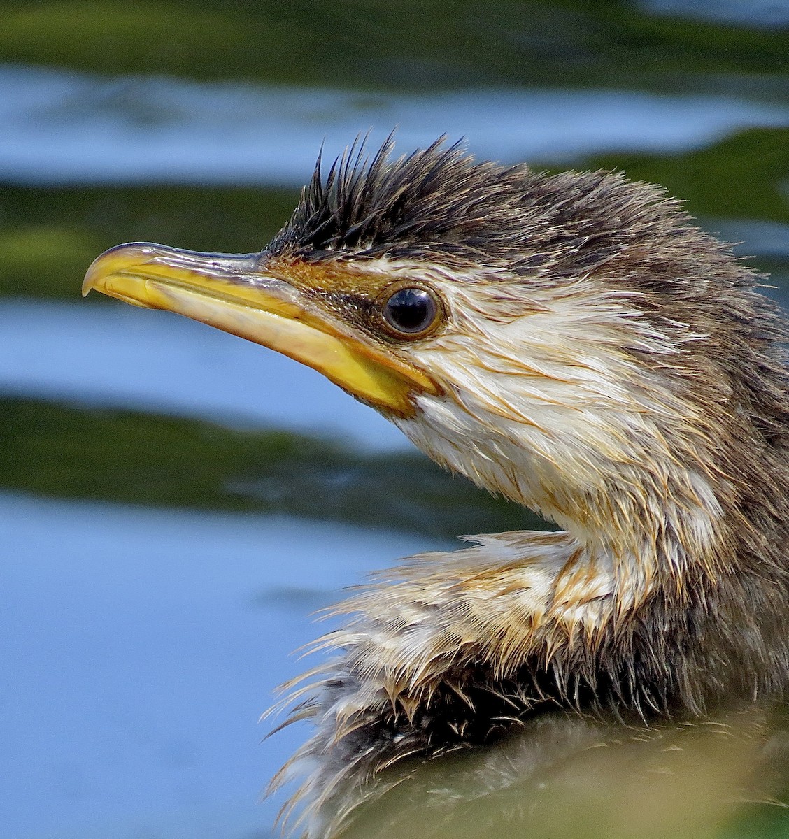 New Zealand Bird Atlas Checklist - 18 Dec 2021 - Auckland--Maungarei ...