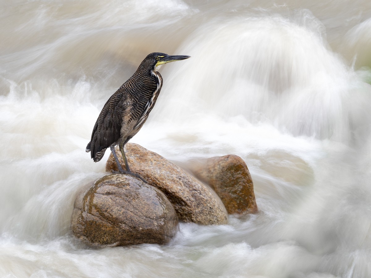 Fasciated Tiger-Heron - Tigrisoma fasciatum - Birds of the World