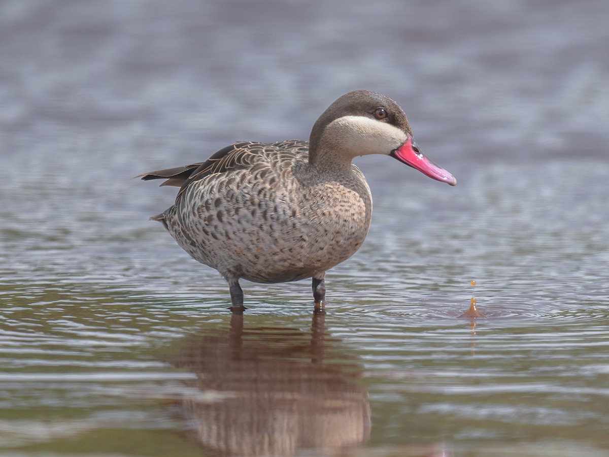 Red-billed Duck - Anas erythrorhyncha - Birds of the World