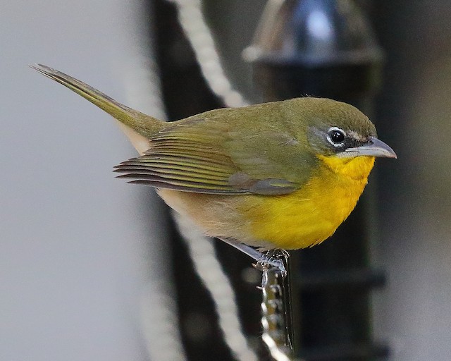 Photos - Yellow-breasted Chat - Icteria virens - Birds of the World