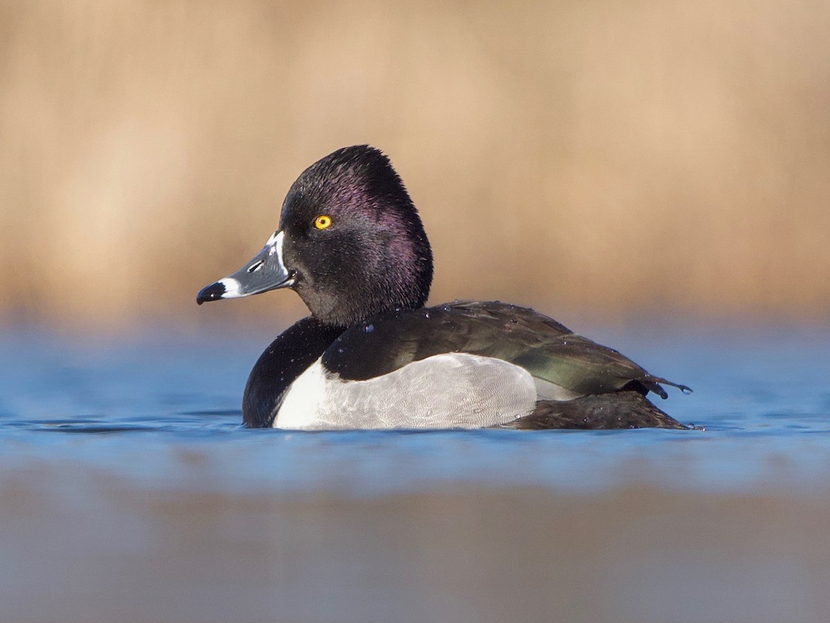 Ring-necked Duck - Aythya collaris - Birds of the World