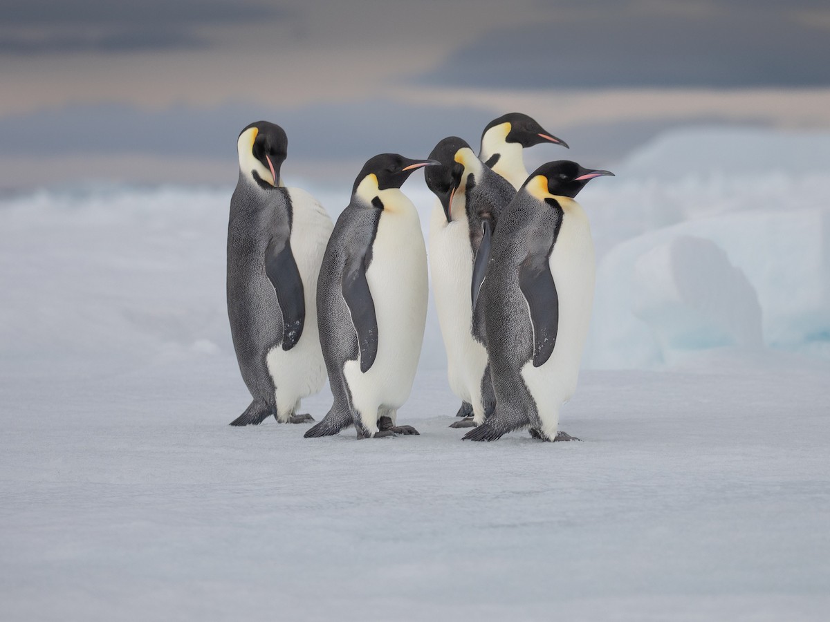 Emperor Penguin - Aptenodytes forsteri - Birds of the World